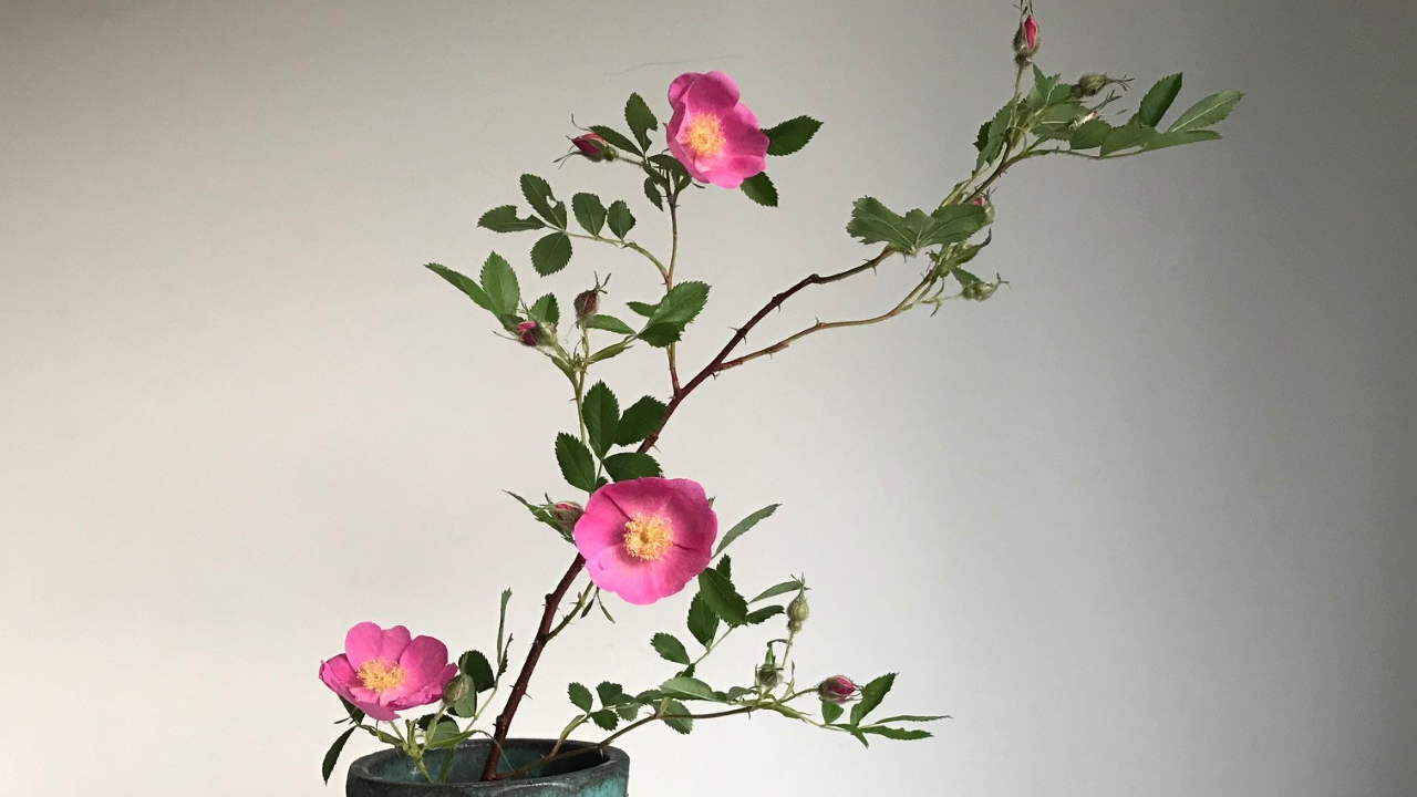 Ikebana - Sogetsu | Japanese Canadian Cultural Centre